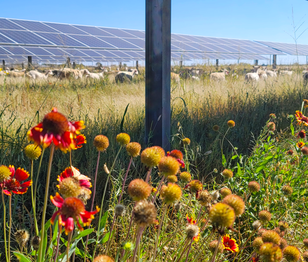 Solar Sheep Connect – Smart Solar Maintenance